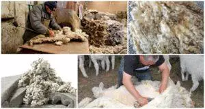 Što se može učiniti iz ovčje vune, vrste i klasifikacije vlakana