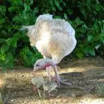 Than feeding turkey in the first days of life at home for beginners 679_7
