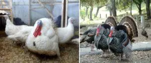 Quina és la raó i què fer si els galls dindis estan asseguts als peus, tractament i prevenció