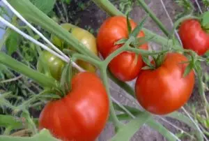 Tomat Merry Tomato Grade Deskripsi