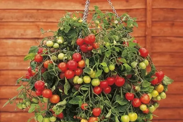 Tomato na gord