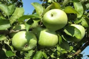 Danasîn û taybetmendiyên pola Apples heft, feydeyên û zirarê û zirarên mezinbûnê