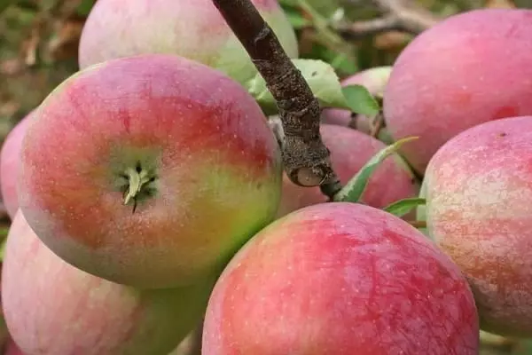 Analogs of Darên Apple