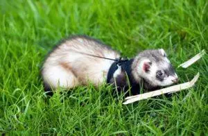 Si të kujdeseni për Ferret, pro dhe kundër të jetës së tyre në shtëpi