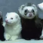 Ferrets အတွက်ကလစ်နှိပ်ပါ - မိန်းကလေးတစ် ဦး နှင့်ယောက်ျားလေးတစ် ဦး ကိုမည်သို့ခေါ်ရမည်နည်း 6814_8