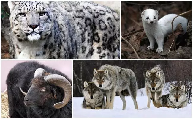vargar; coyota; Irbis; leoparder; Snö leoparder; Cheetahs; örnar; Berkuts.