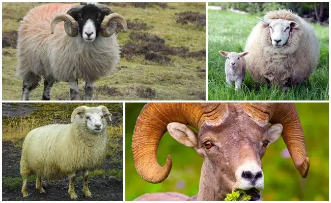گوسفند های مختلف