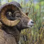 What does a ram look like: a description and where the ones are inhabited, from whom they occurred 6817_8