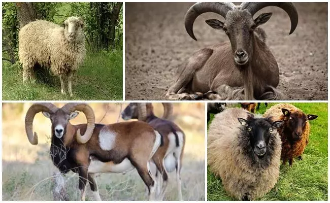 Različne ovce