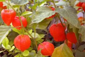 Cultivation of Physalis at home, selection of varieties and further plant care