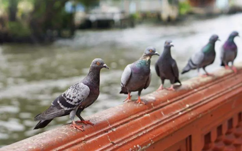 Bayan kwanaki nawa zai witan pigeons