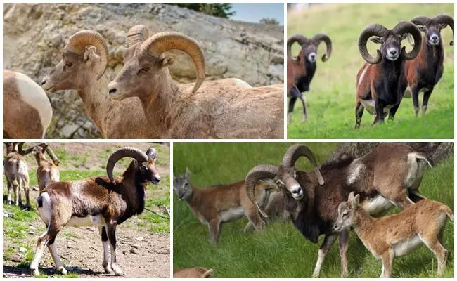 Sovaĝa mouflon