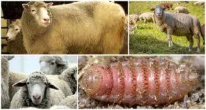 Description and symptoms of sheep estrangement, parasitology and treatment methods