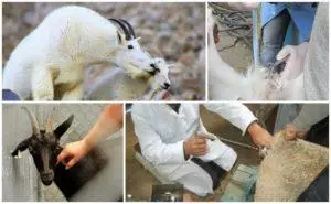 Voor- en nadelen van kunstmatige inseminatie van geiten, deadlines en regels