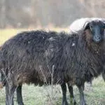 Koza vuna: prednosti i nedostaci, klasifikacija i gdje se primjenjuje 6844_3