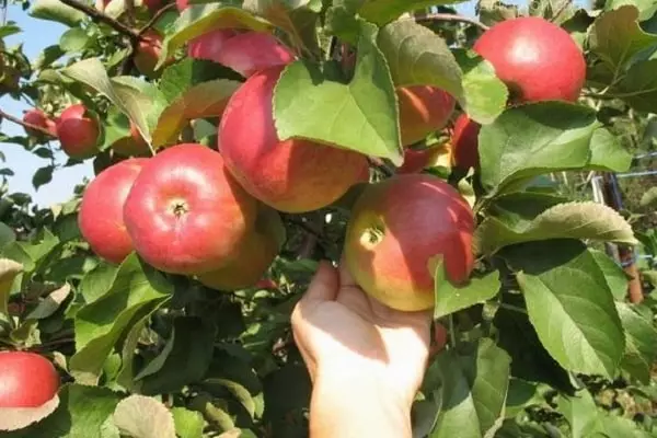 Apple Tree Korea: barietateen eta historiaren, ezaugarrien eta eskualdeen deskribapena argazkiekin