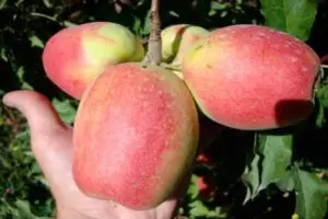 Опис и карактеристике разноликости јабука, регионе и принос култивације