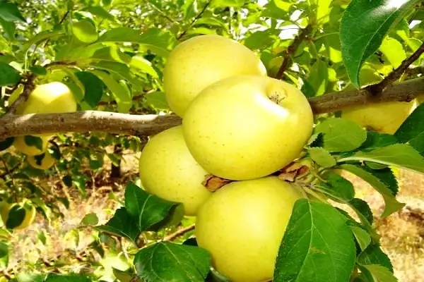 Воћни јабучни дрвеће