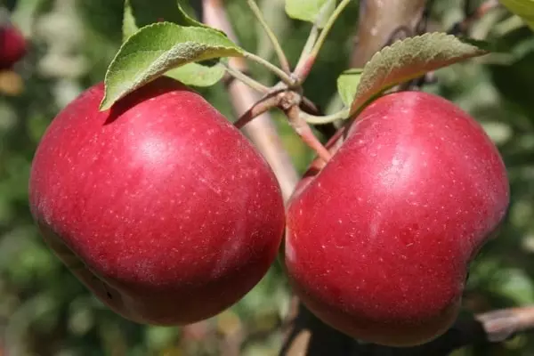 Enterprise Apple Tree
