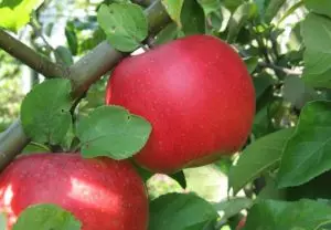 Опис і характеристики яблуні сорту Ауксіс, посадка, вирощування і догляд