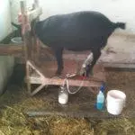 بکریوں کے لئے دودھ سازی کا سامان: قسمیں، پیشہ اور کنس اور اپنے آپ کو کیسے بنائیں 6857_3