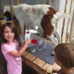 Milking Apparatus for Goats: ჯიშები, დადებითი და Cons და როგორ უნდა გააკეთოთ თავს 6857_7