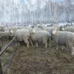 Sheephip: líders de fusta i àrees més grans on s'ha desenvolupat la indústria 6867_13