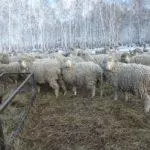 Sheephip: fűrészáru vezetők és a legnagyobb területek, ahol az iparág kifejlesztett 6867_13