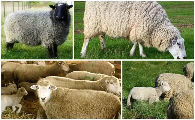 異なる羊