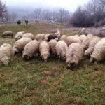 Sheephip: líders de fusta i àrees més grans on s'ha desenvolupat la indústria 6867_2