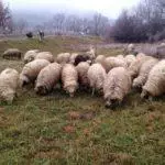 Sheepship: líderes de madeira e áreas máis grandes onde se desenvolveu a industria 6867_2