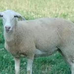 Sheephip: Liderii de cherestea și cele mai mari zone în care a fost dezvoltată industria 6867_6