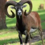 Wild Ram, jossa on pyörivät sarvet: jossa he elävät, kuvaus ja lajikkeet, käyttäytyminen 6884_2