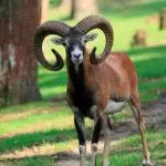 Wild Ram med Swirling Horns: Hvor de bor, beskrivelse og varianter, oppførsel 6884_3