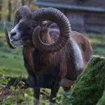 Wild Ram med Swirling Horns: Hvor de bor, beskrivelse og varianter, oppførsel 6884_8
