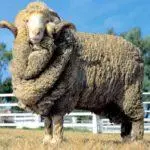 آسٽريليا ۾ ر sheep ون: بهترين نسلون ترقي يافته آهن، جانورن جي سائيز جو اندازو 6892_10