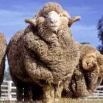 آسٽريليا ۾ ر sheep ون: بهترين نسلون ترقي يافته آهن، جانورن جي سائيز جو اندازو 6892_11