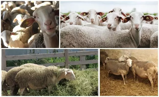 mnoho oviec