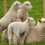 Sheepading di Australia: Kenapa baka terbaik dibangunkan, saiz ternakan 6892_13