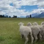 Sheepading li Australya: Whyima nijadên çêtirîn têne pêşxistin, mezinahiya heywanan 6892_14