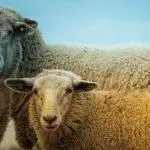 Sheepading ໃນອົດສະຕາລີ: ເປັນຫຍັງສາຍພັນທີ່ດີທີ່ສຸດແມ່ນຖືກພັດທະນາ, ຂະຫນາດຂອງການລ້ຽງສັດ 6892_15