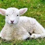 Austraalias lambad: Miks parimad tõud on välja töötatud, kariloomade suurus 6892_19