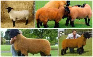 Priskribo kaj karakterizaĵoj de Sheep Suffolk Breed, Enhavo Trajtoj