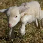 Austraalias lambad: Miks parimad tõud on välja töötatud, kariloomade suurus 6892_20
