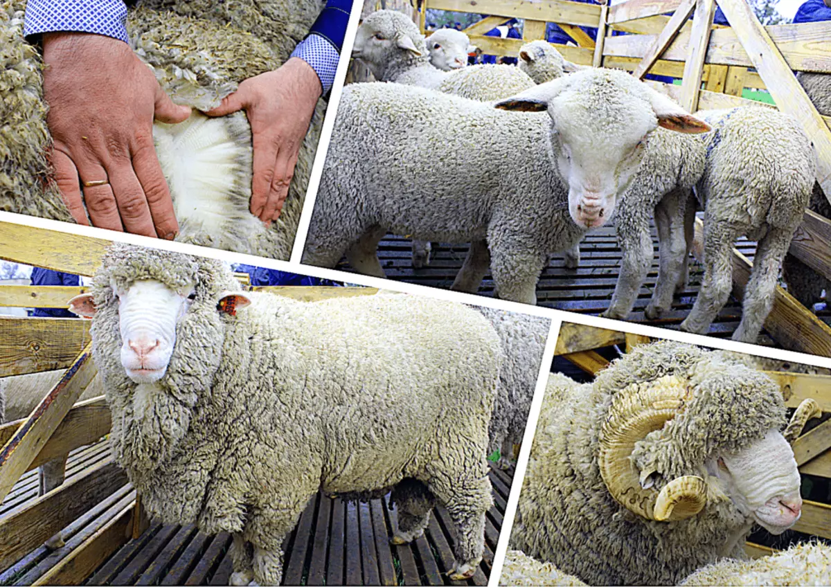 Przyczyny rozwoju owiec w Australii i najlepszych rasach, wielkości zwierząt gospodarskich