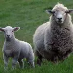 Sheephing în Australia: De ce sunt dezvoltate cele mai bune rase, mărimea animalelor 6892_5