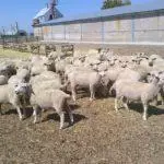 Schafe bei Australien: Firwat déi bescht Rassen entwéckelt, d'Gréisst vum Béischten 6892_6