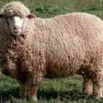 آسٽريليا ۾ ر sheep ون: بهترين نسلون ترقي يافته آهن، جانورن جي سائيز جو اندازو 6892_8