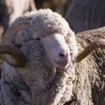 آسٽريليا ۾ ر sheep ون: بهترين نسلون ترقي يافته آهن، جانورن جي سائيز جو اندازو 6892_9