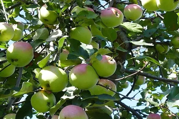 Apfelbaum Babushkino.